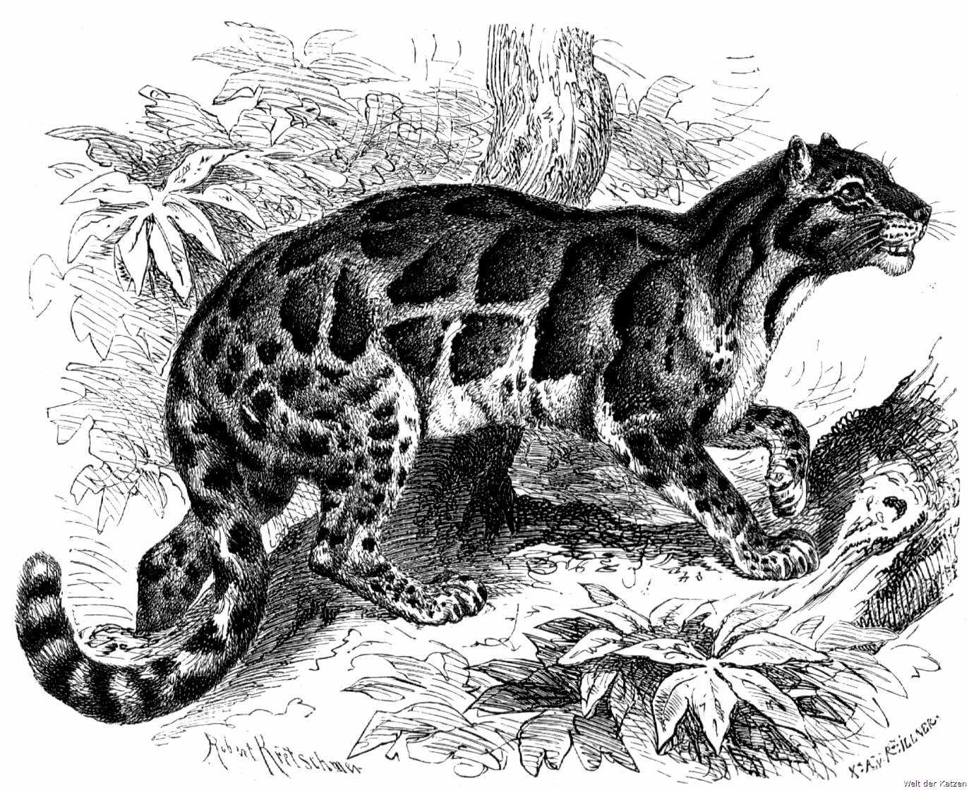 4. Sippe: Nebelparder (Neofelis)
