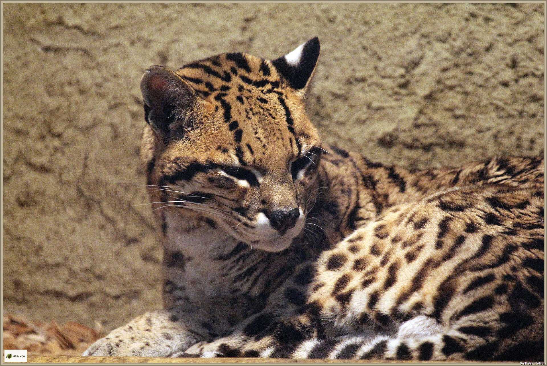 Wilde Katzen | Der Ozelot | Beschreibung