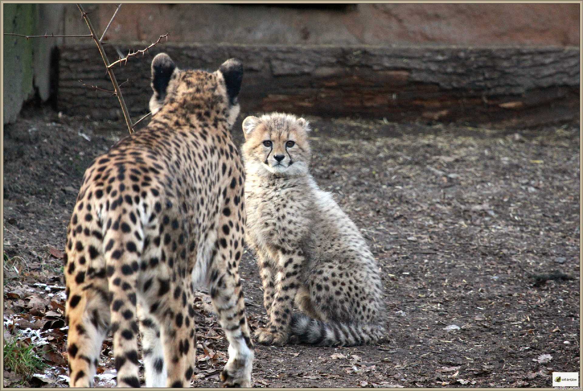 Der Gepard | statistische Daten