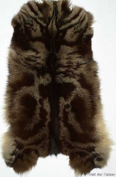 Haut, Haar | Fell der Katze