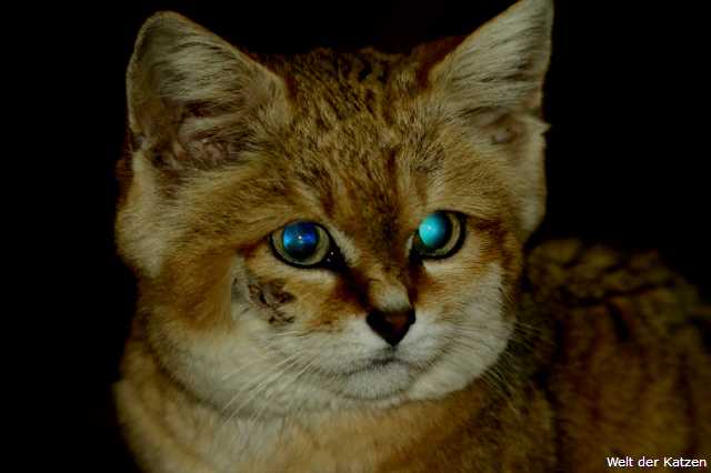 Die Sandkatze | Fortpflanzung