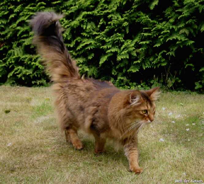 Rassekatzen - ABC | Die Somali