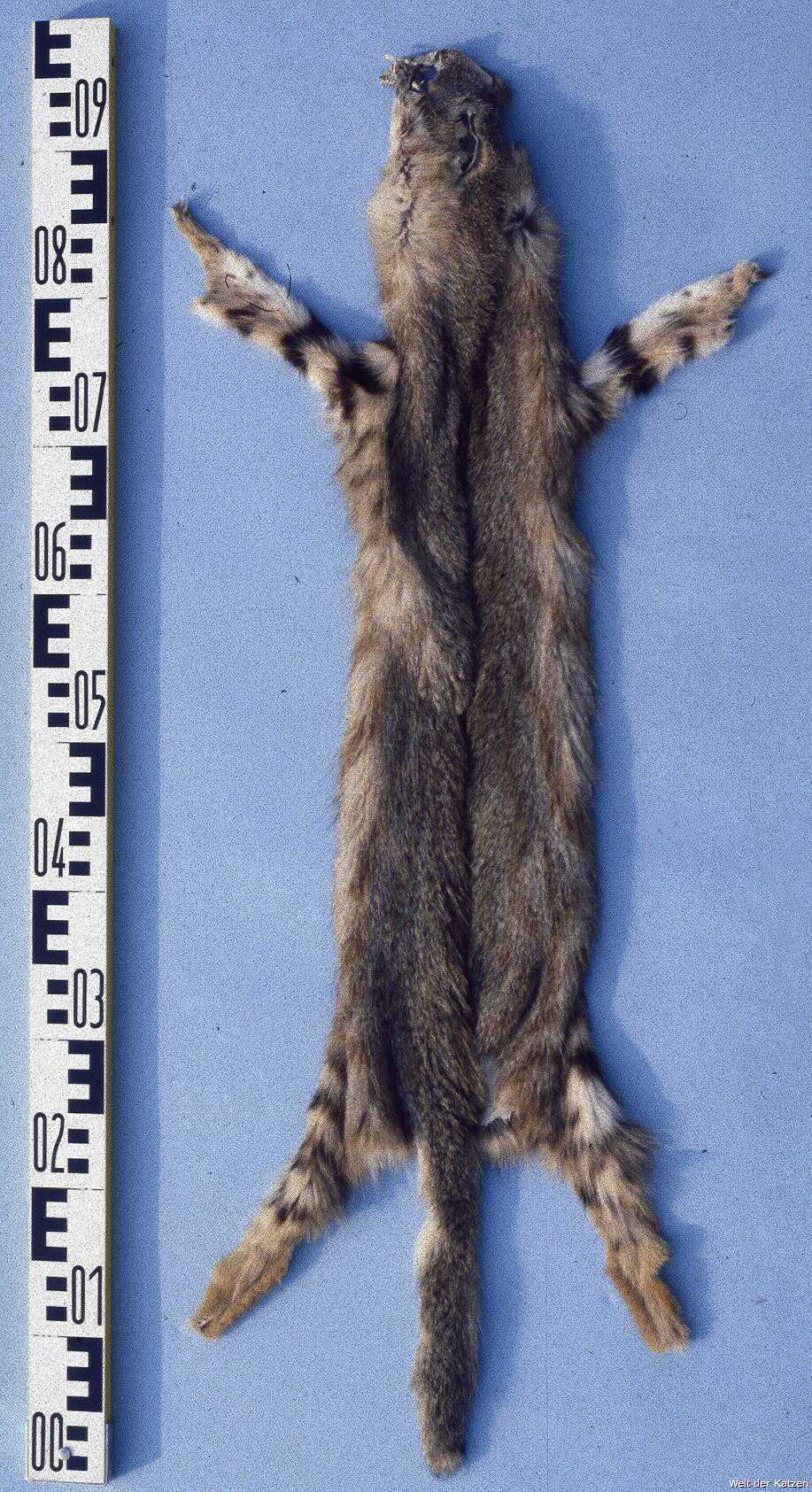 Artenschutz | Katzenfelle | Kleinkatzen