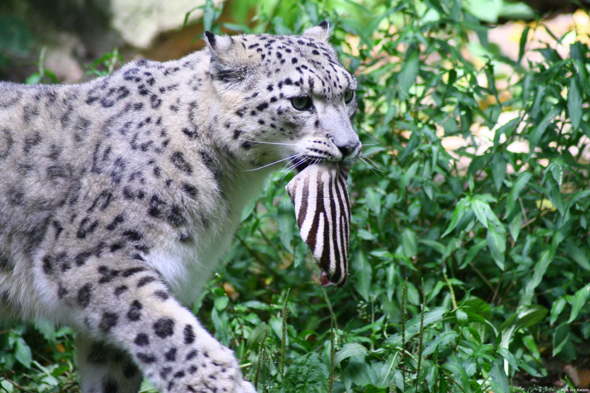 Wilde Katzen | Der Schneeleopard