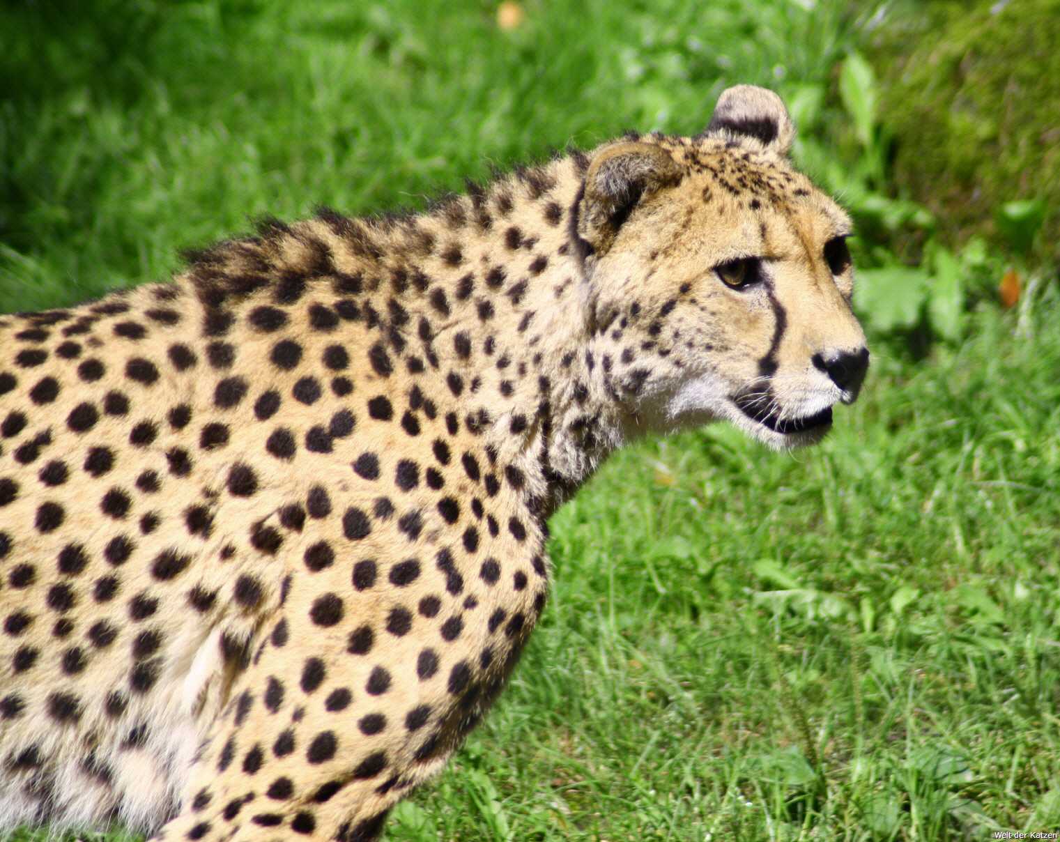 Der Gepard | Ernährung und Jagd