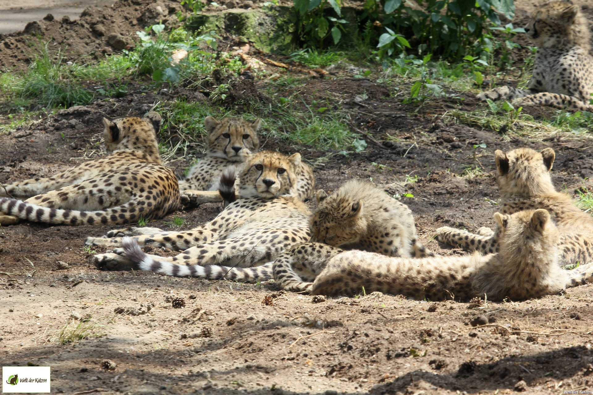 Der Gepard | Ernährung und Jagd