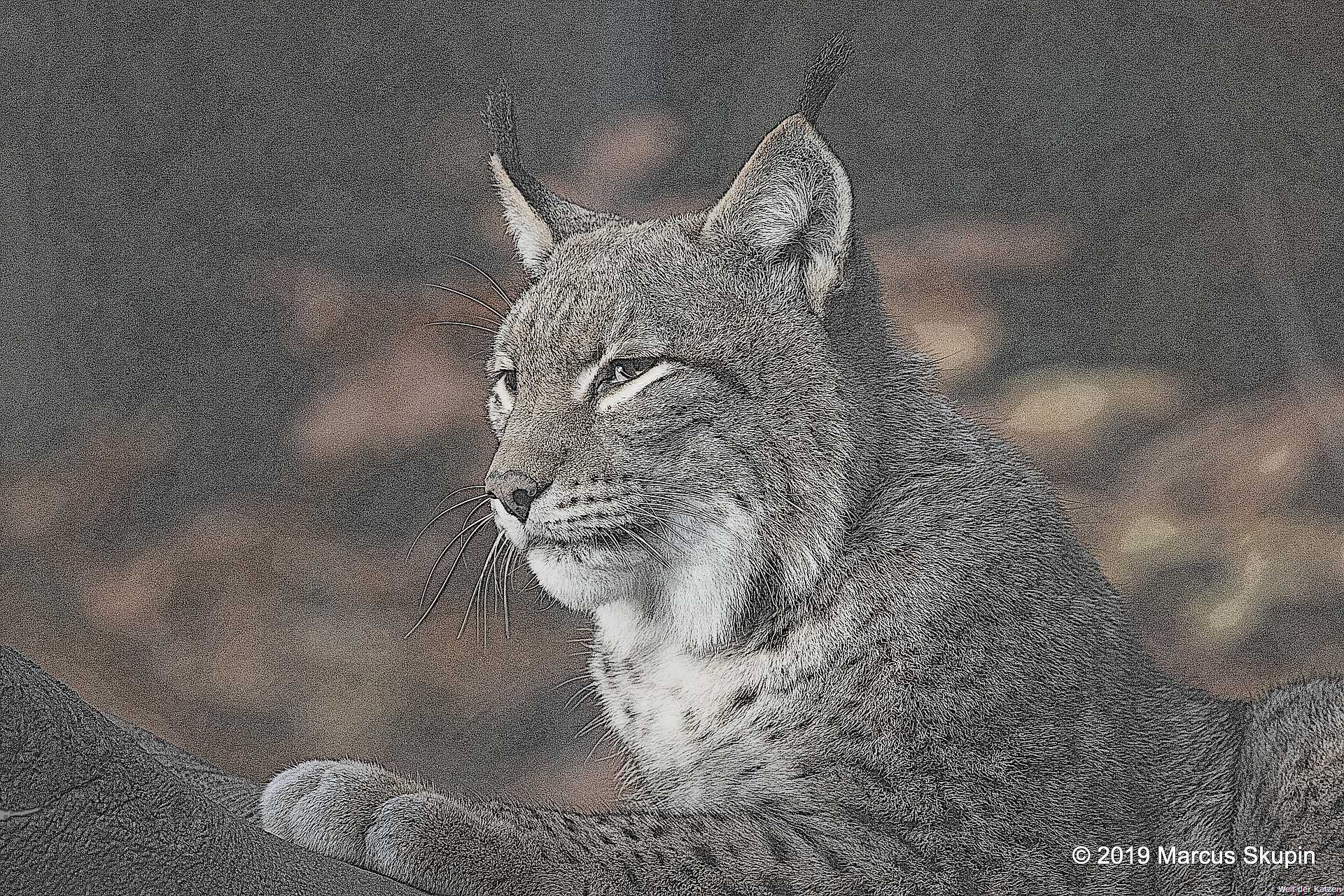 Mystik | Der Luchs als Krafttier