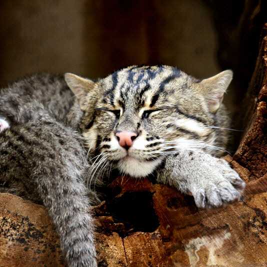 Welt der Katzen: Katzenforschung | Katzenwissen | Katzenhaltung