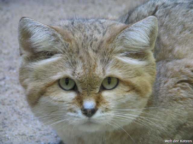 Die Sandkatze | Beschreibung