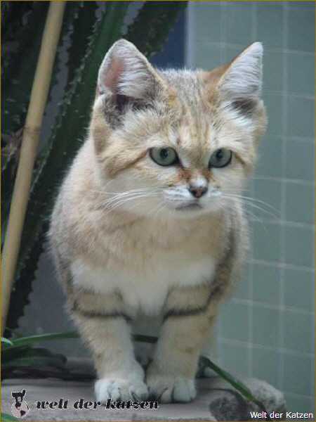 Die Sandkatze | Lebensraum und Verhalten
