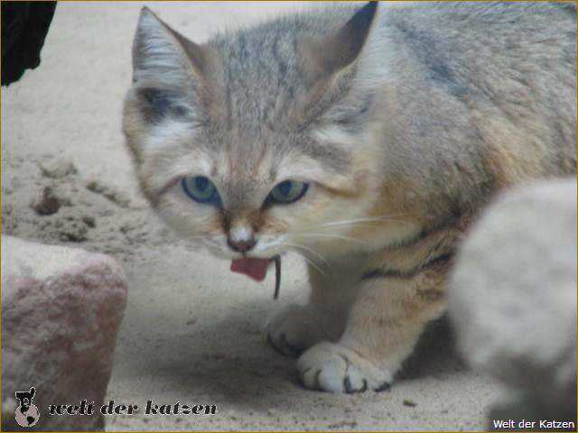 Die Sandkatze | Ernährung
