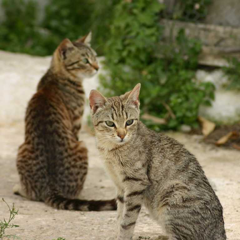 Welt der Katzen: Katzenforschung | Katzenwissen | Katzenhaltung